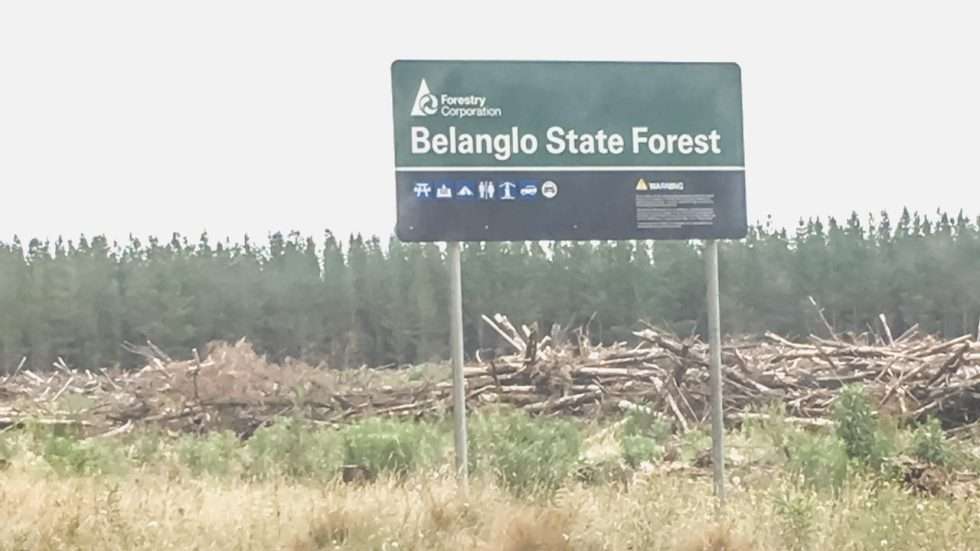 Belanglo State Forest Camping At Dalys Clearing