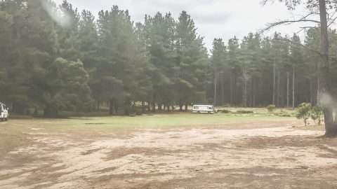 Belanglo State Forest Camping At Dalys Clearing