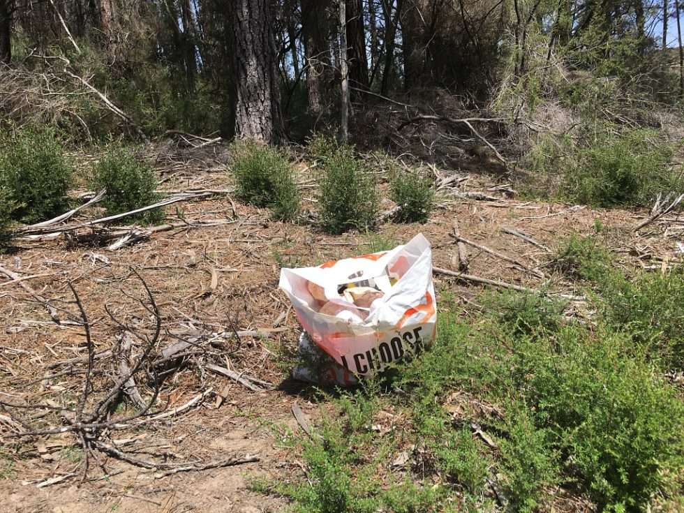 Driving in Wingello State Forest Looking For Camp Sites