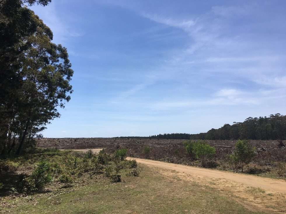 Driving in Wingello State Forest Looking For Camp Sites