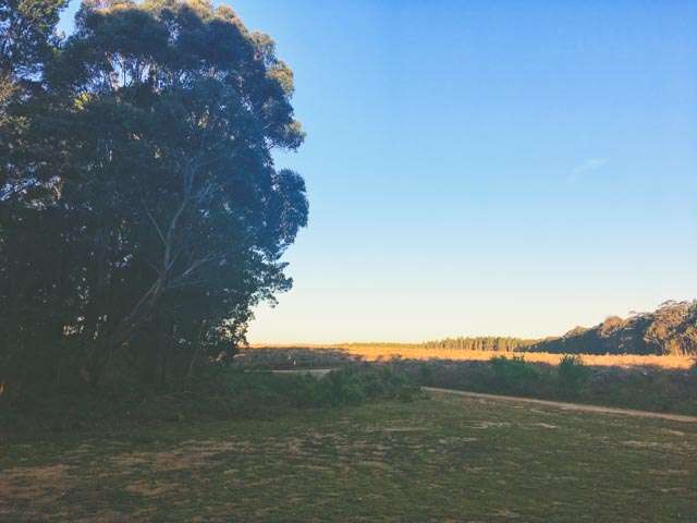 Wingello State Forest Free Camping For The Weekend