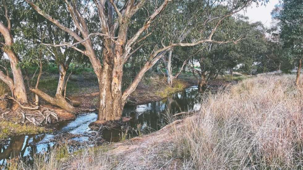 Free Camping In Junee At Old Junee Recreation Ground