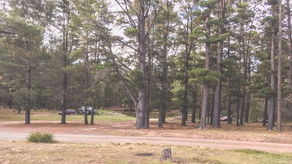 The Ultimate Guide To State Forest Camping In NSW Australia