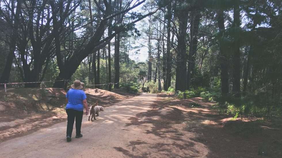 The Ultimate Guide To State Forest Camping In NSW Australia