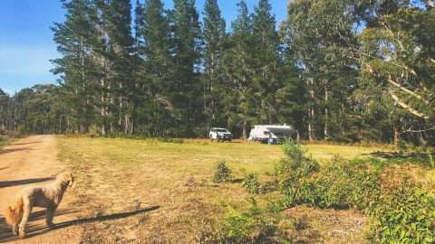 The Ultimate Guide To State Forest Camping In NSW Australia
